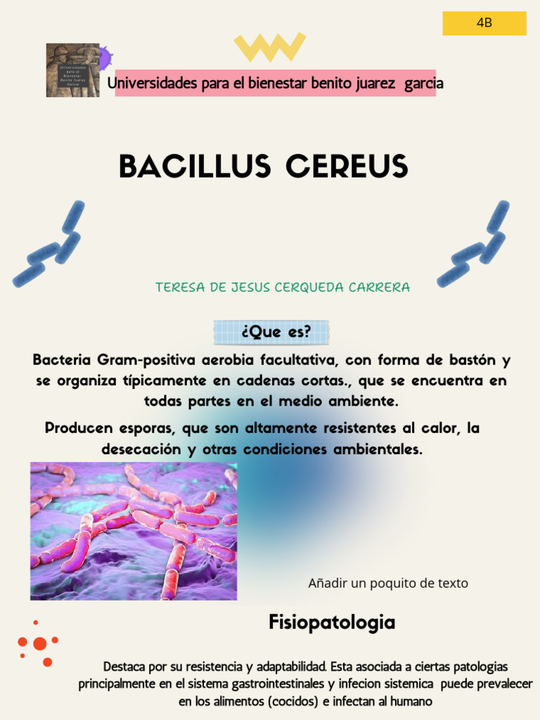 Bacillus Cereus PDF | PDF | Enfermedades transmitidas por alimentos | Diarrea