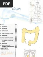 Anatomie Chirurgicale Du Colon | PDF | Gros intestin | Anatomie