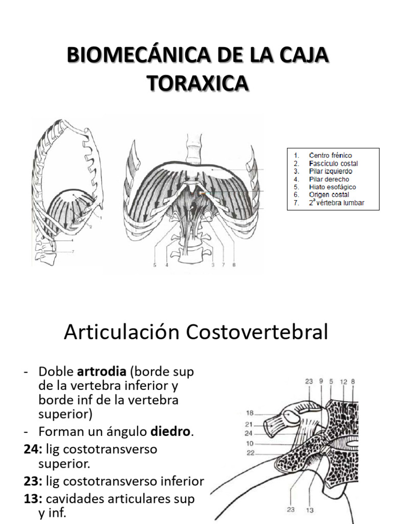 Biomecánica de la Caja Torácica | PDF | Tórax | Sistema esquelético