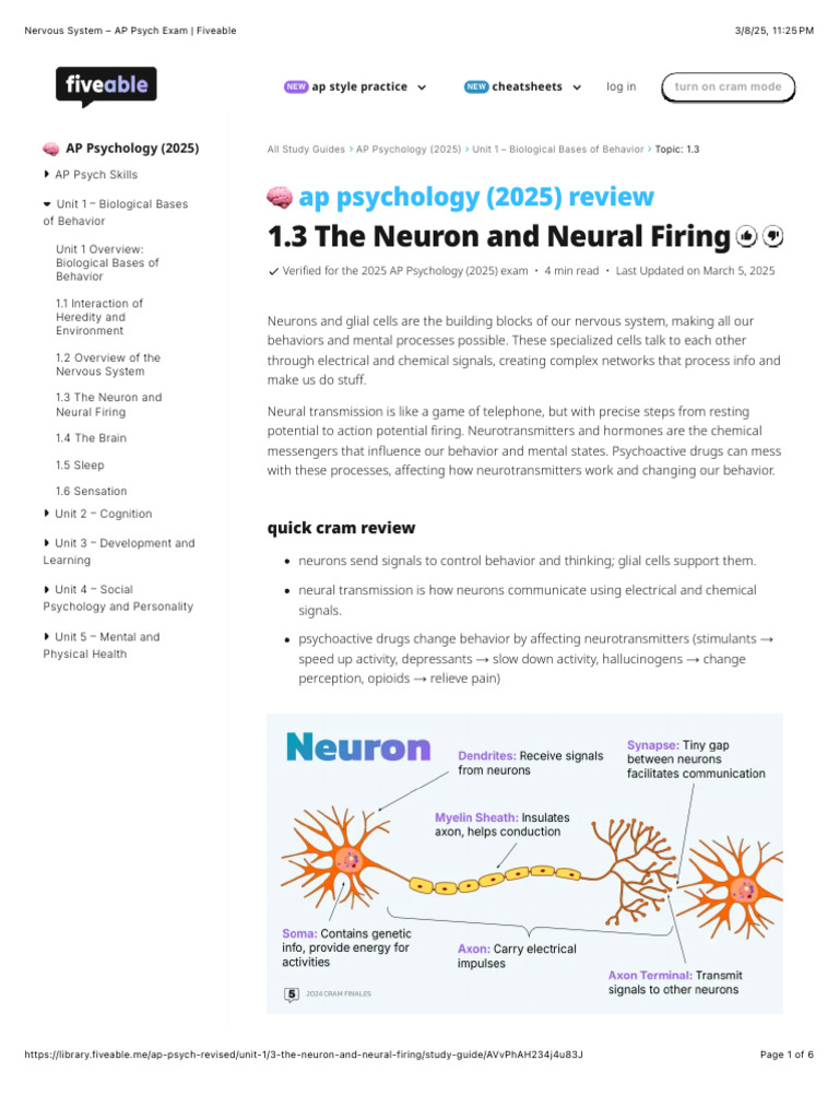 1.3 Nervous System - AP Psych Exam - Fiveable | PDF | Neurotransmitter ...