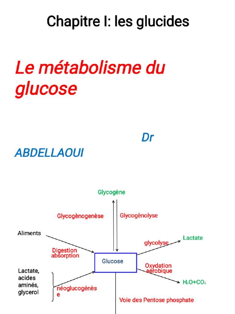2 Le Glucose Et Son Métabolisme | PDF