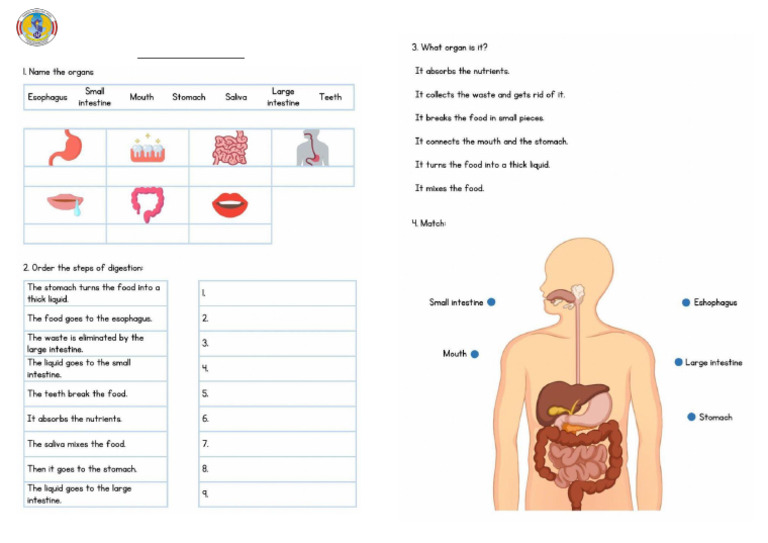 Week 3 - 5th Digestive System | PDF