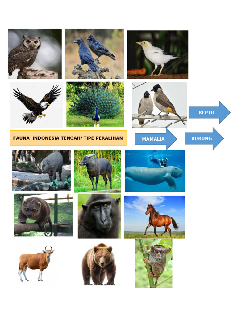 Gambar Fauna Indonesia | PDF