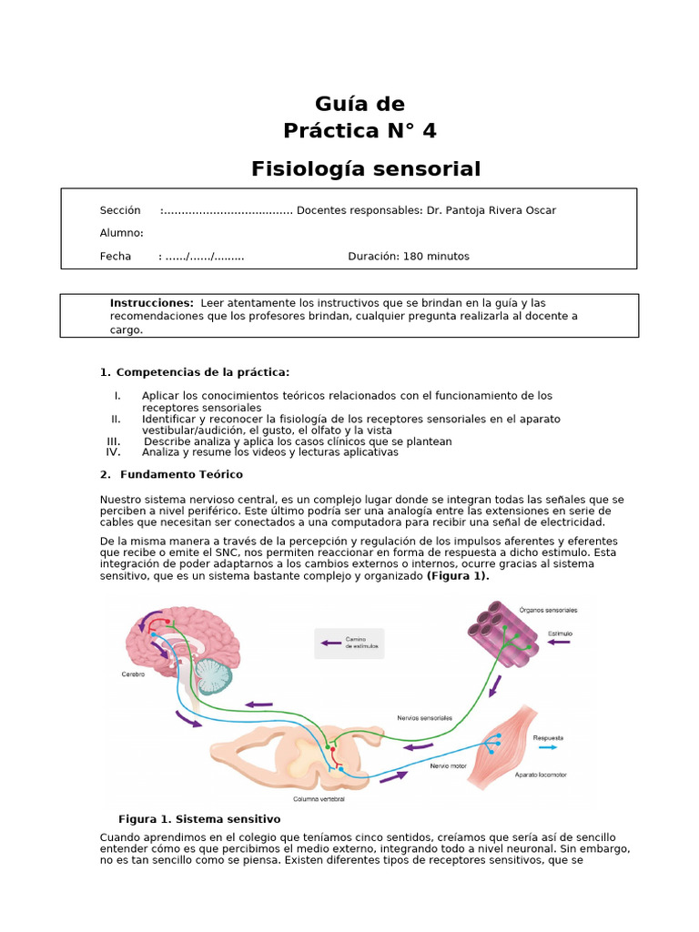 Guía de Práctica N4 Sistema sensitivo (1) | PDF | Dolor | Sistema somatosensorial