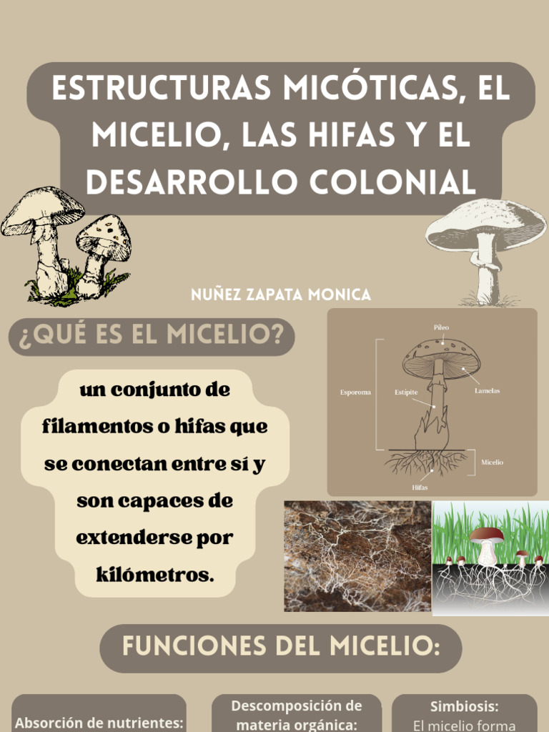 Estructuras Micóticas, El Micelio, Las Hifas y El Desarrollo Colonial ...