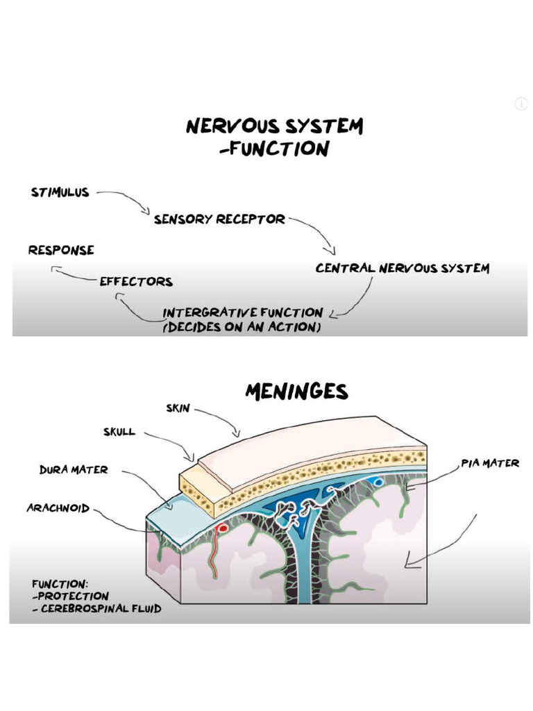 Life Sciecne Nervous System | PDF