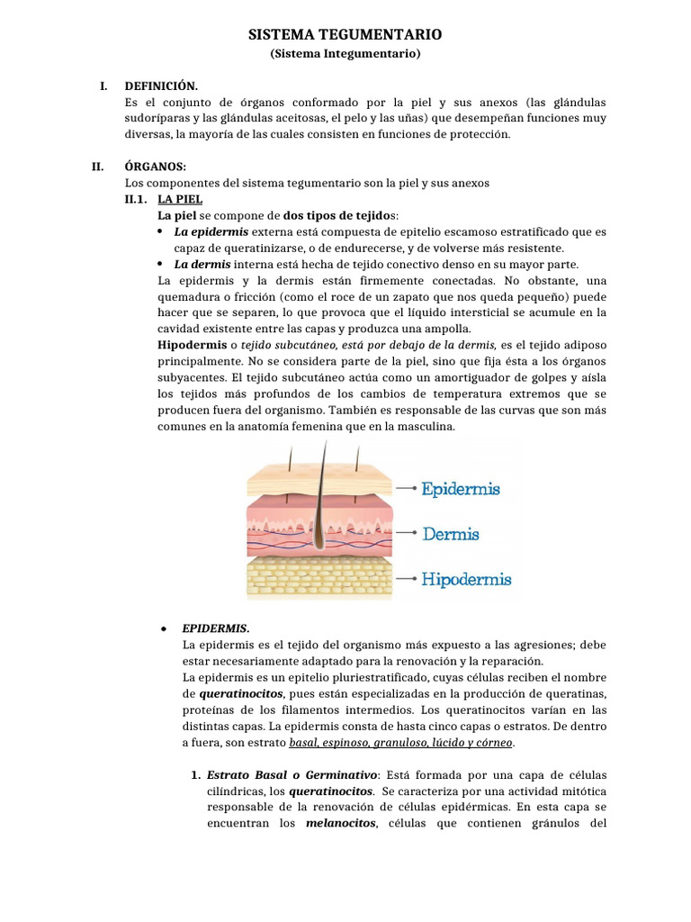 Sistema Tegumentario | PDF | Piel | Sistema tegumentario