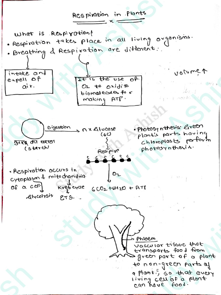 Respiration in Plants | PDF