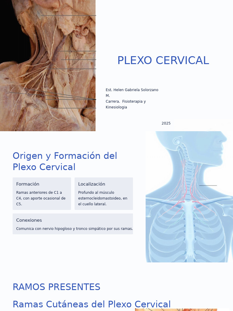 Anatomía y Origen del Plexo Cervical | PDF | Sistema nervioso ...