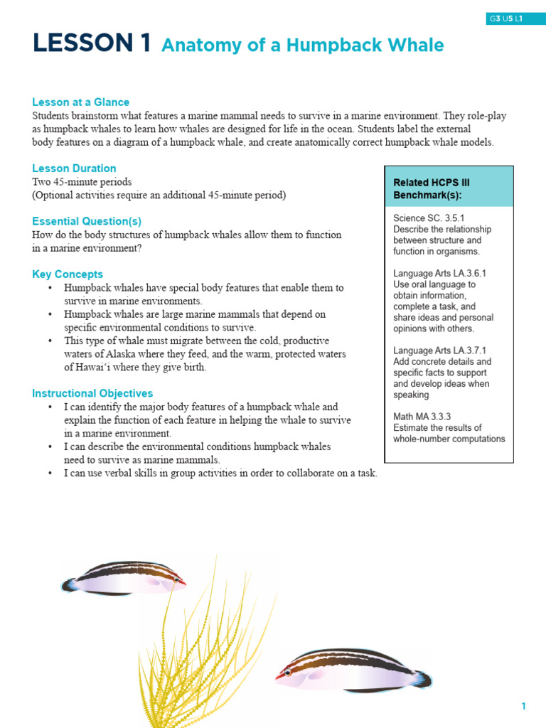 Humpback Whales - Anatomy PDF | PDF | Whales | Fin