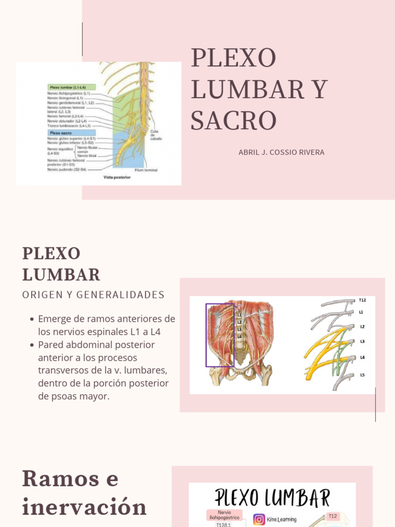 Plexo Lumbosacro | PDF