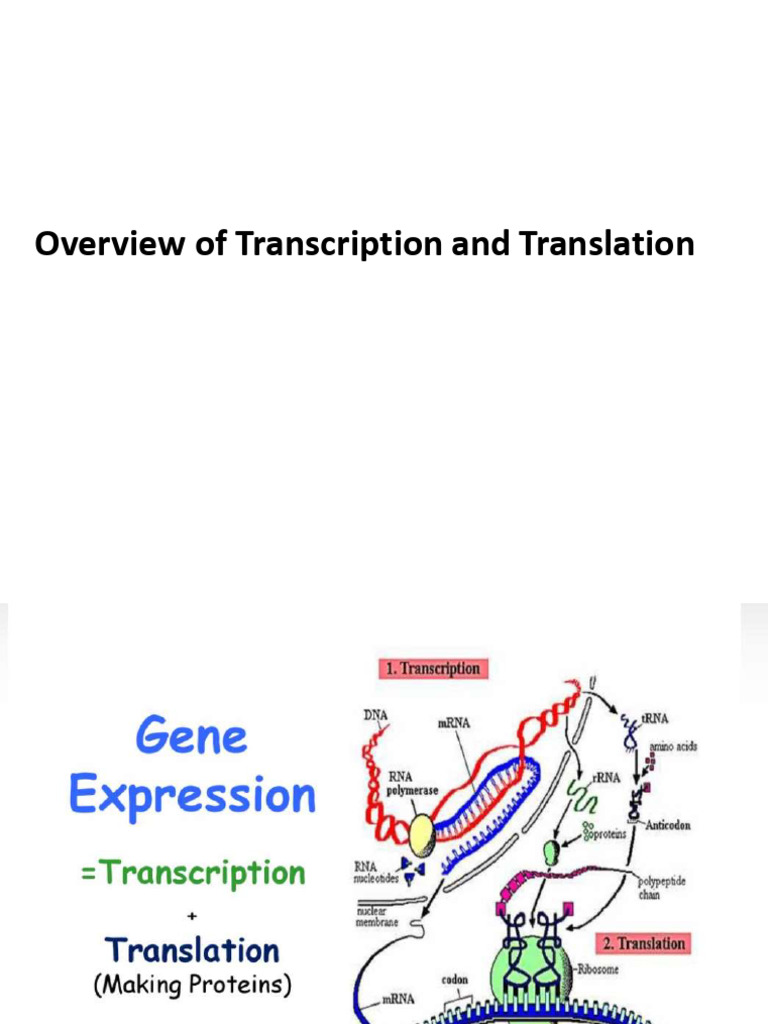 Transcription and Translation 1 | PDF