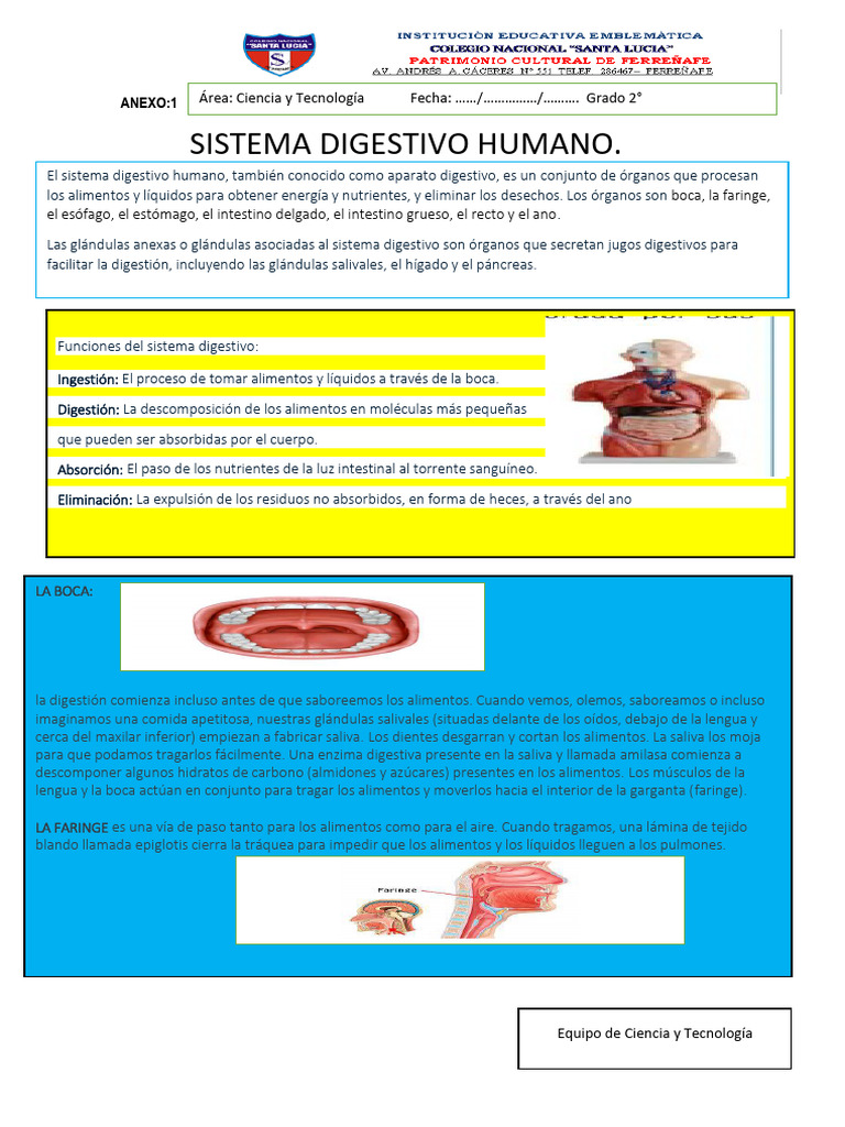 El Sistema Digestivo | PDF | Digestión | Sistema digestivo humano