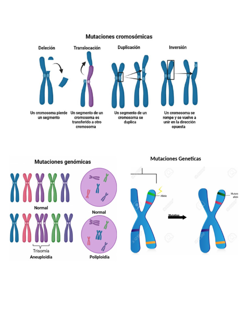 Mutaciones Geneticas | PDF