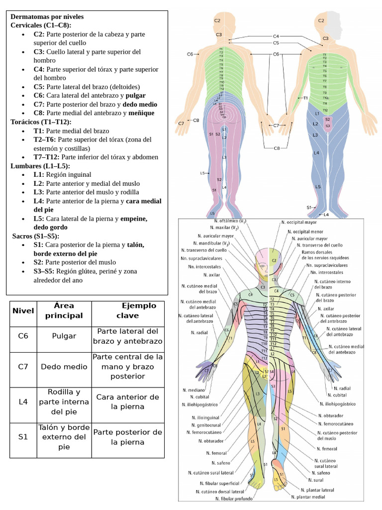 Neuro Dermatomas | PDF