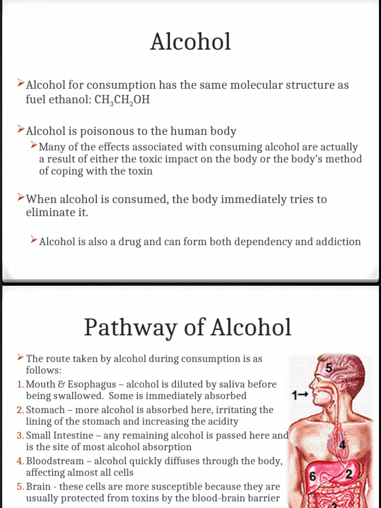 Alcohol Metabolism and Effects-1 | PDF | Stomach | Vomiting