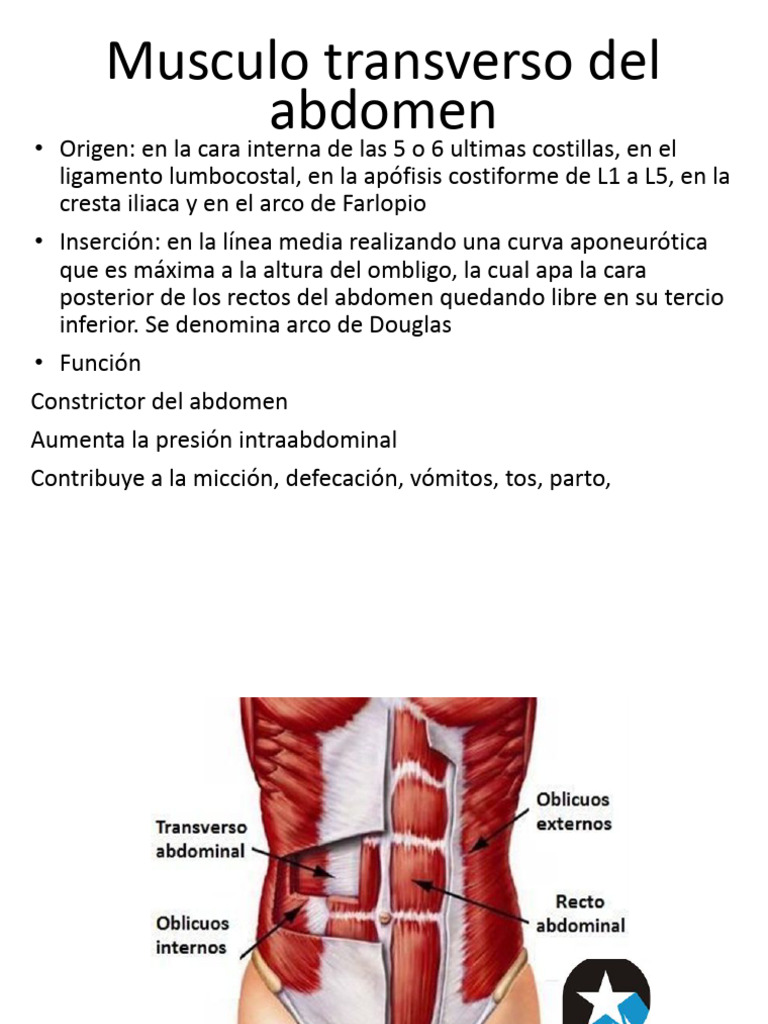 Ficha del Musculo transverso del abdomen | PDF