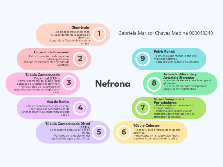 Partes de la Nefrona y su Función | PDF | Riñón | Sistema urinario