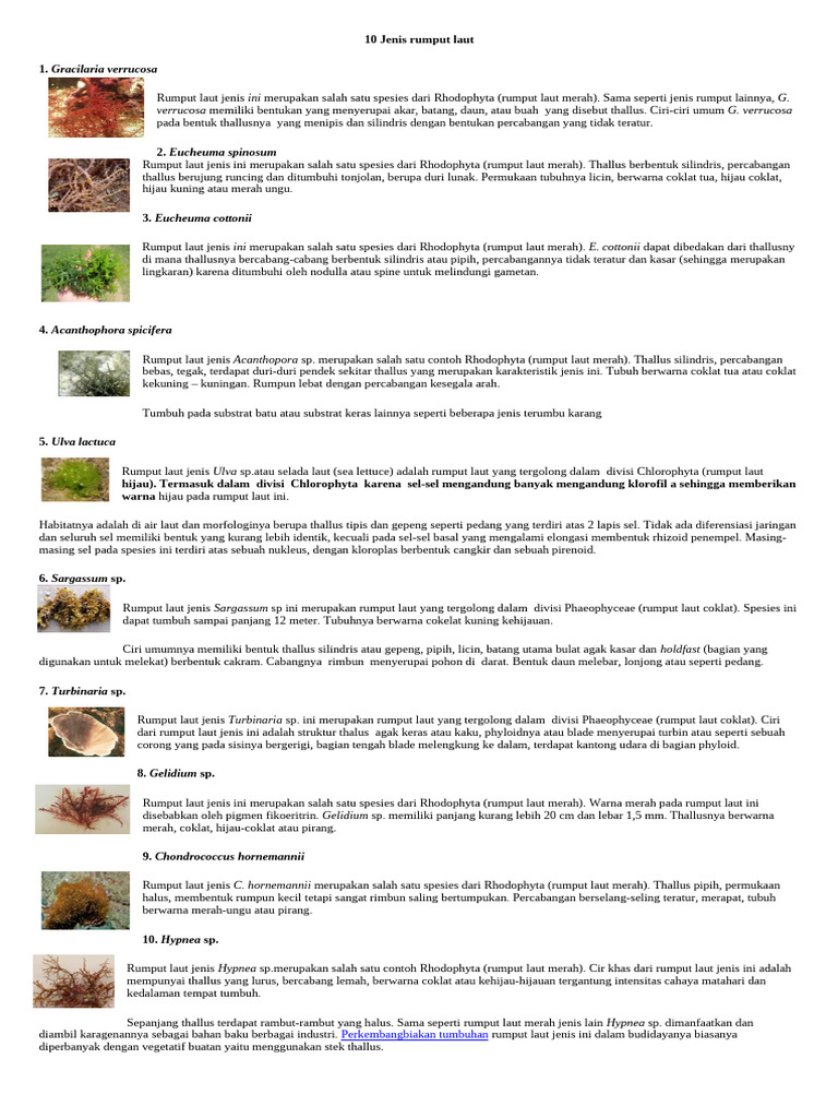 10 Jenis Rumput Laut Halus | PDF