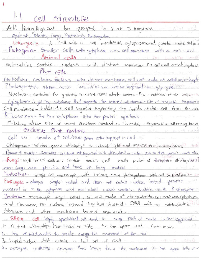 Cell Structure Organized | PDF