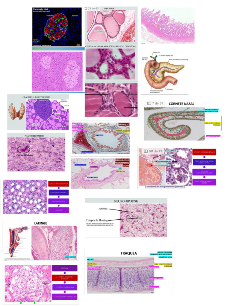Histo Imagenes | PDF