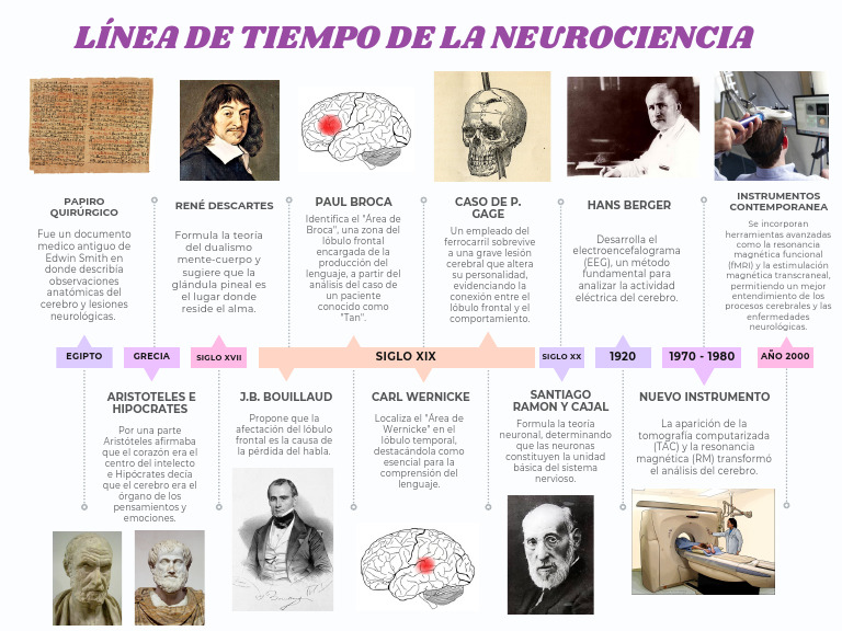 Linea de Tiempo de La Historia de La Neurociencia | PDF | Cerebro | Neurociencia