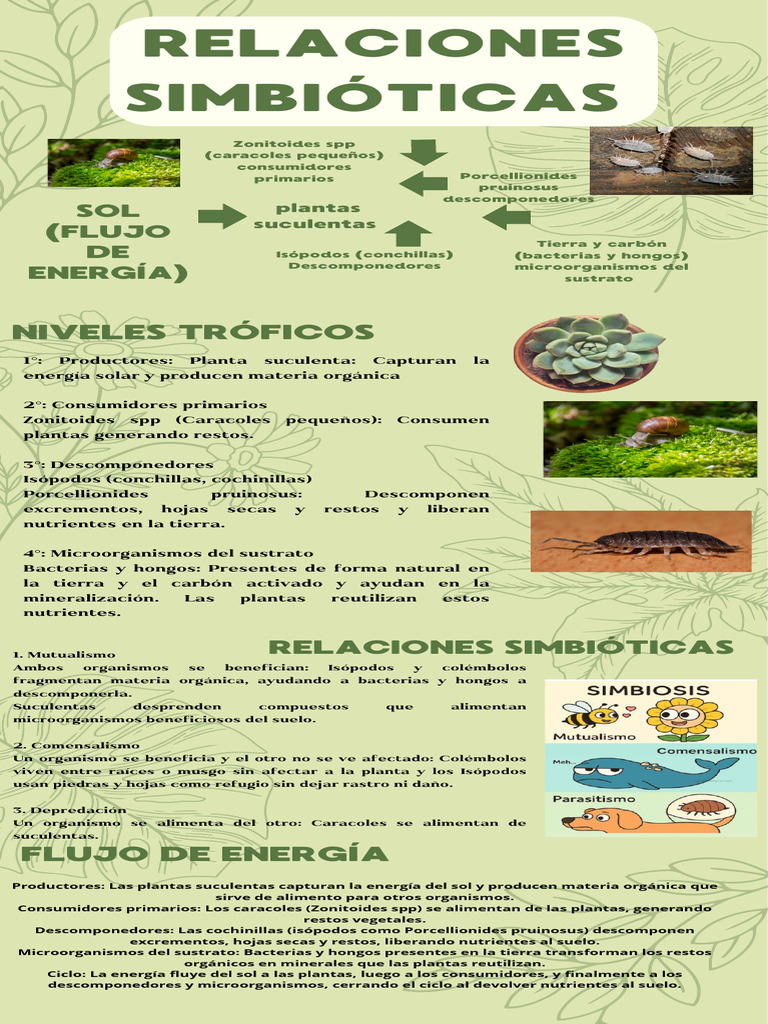 DNA Relaciones Simbióticas - 20250506 - 080053 - 0000 | PDF | Suelo | Hongo