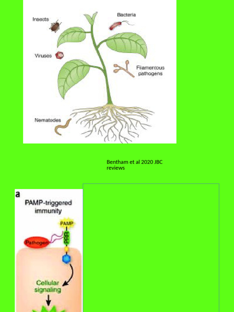 Plant Immunity: PAMPs, DAMPs, and Effectors | PDF | Plant Hormone ...