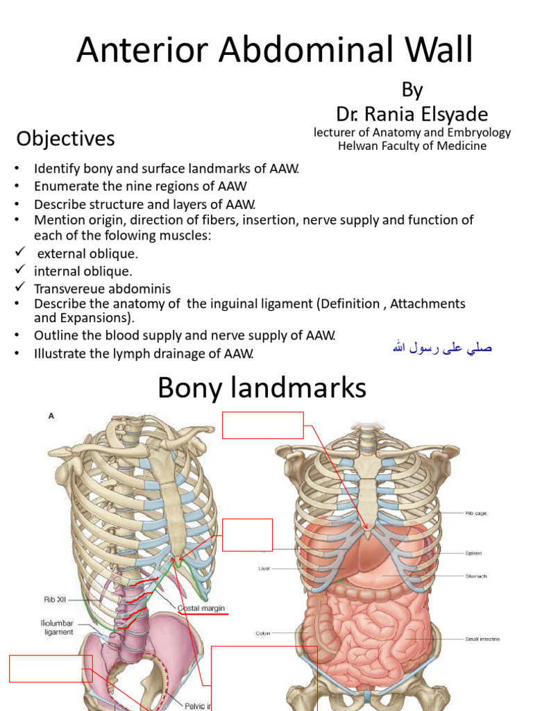 Anatomy of the Anterior Abdominal Wall | PDF | Abdomen
