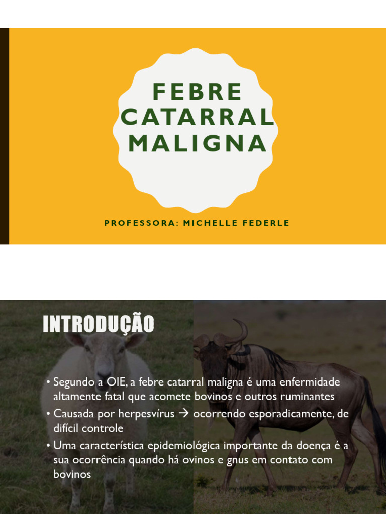 Febre Catarral Maligna | PDF | Linfócito | Vírus