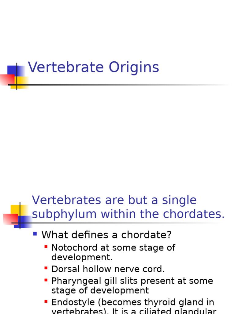 Understanding Vertebrate Origins | PDF | Vertebrates | Chordates