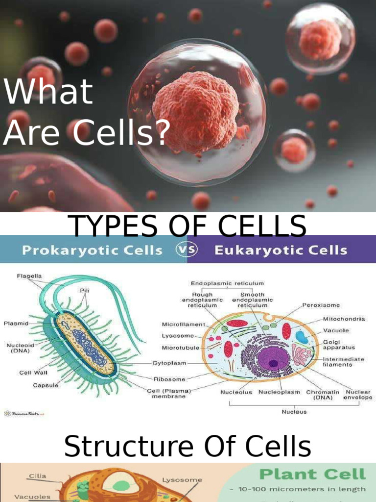 Group 1 Living Things That Are Made Up of Cells | PDF