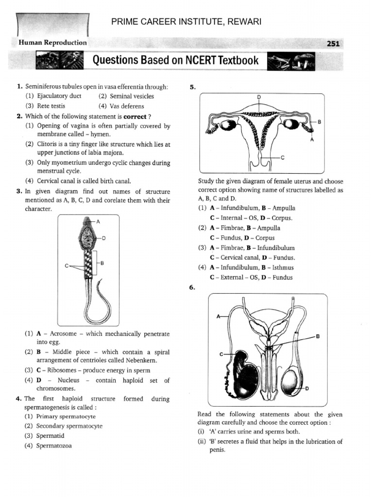 Human Reproduction Class 12 | PDF