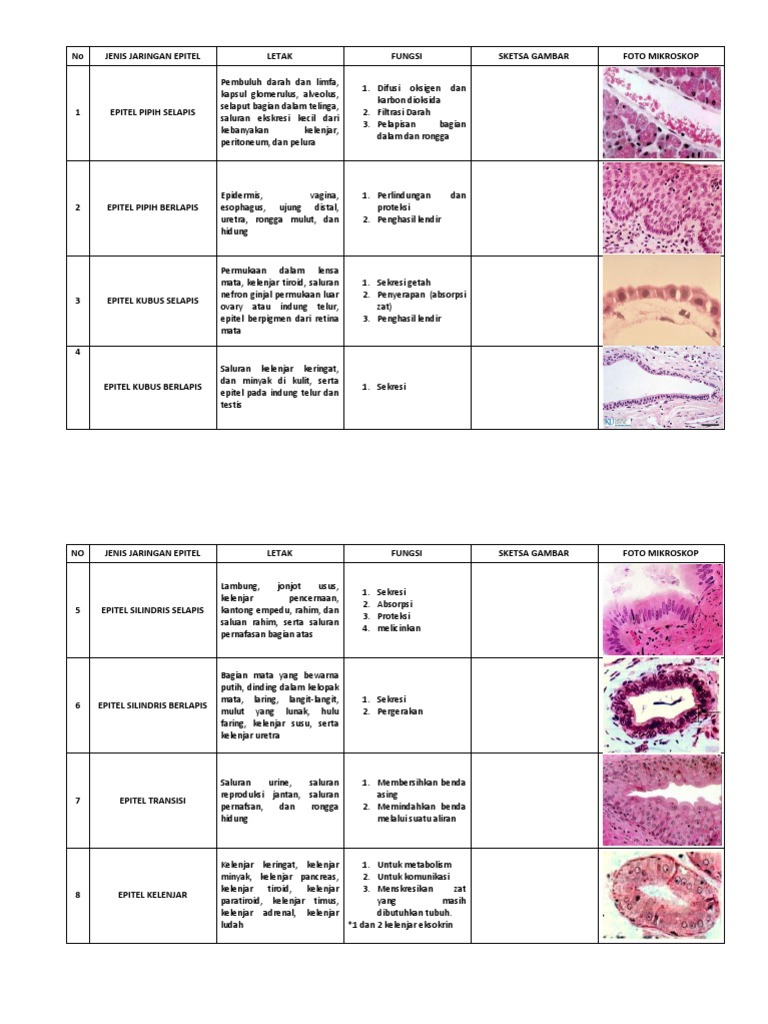 Jenis Jaringan Epitel | PDF