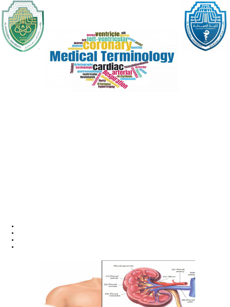 (L6) Urinary System Terminology | PDF | Kidney | Nephrology