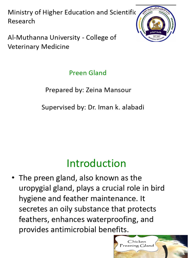Understanding the Preen Gland in Birds | PDF