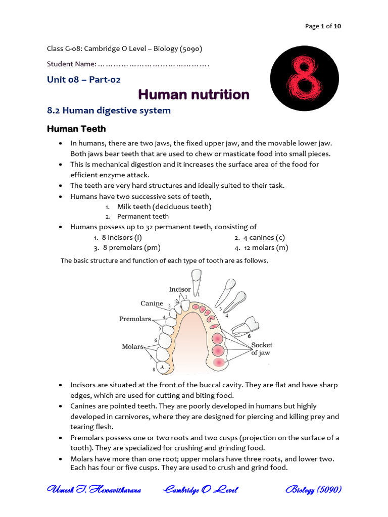 Unit 08 - Human Nutrition P-02 | PDF | Small Intestine | Stomach