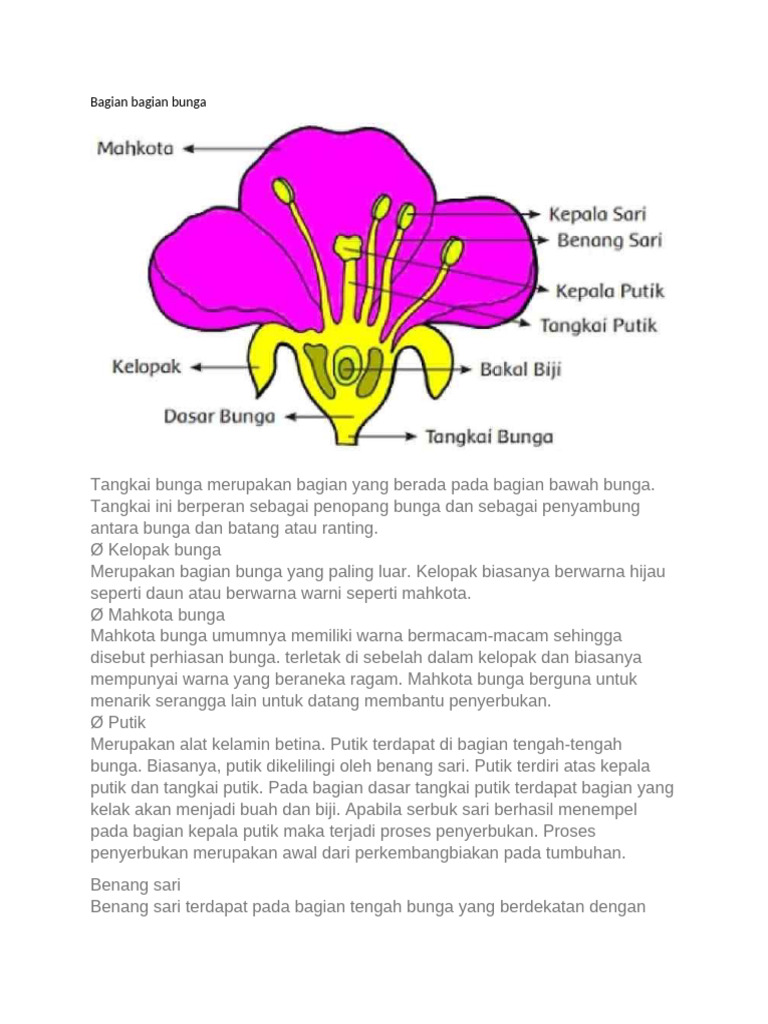 Bagian Bunga Ipas 4 | PDF
