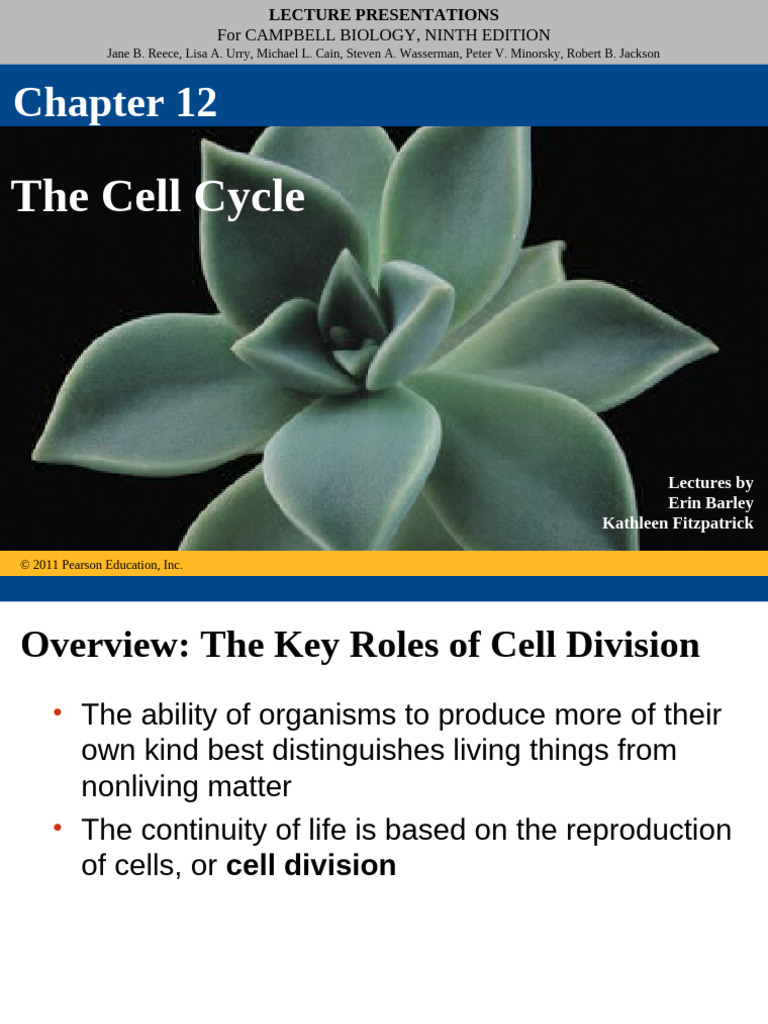 12 Lecture Presentation | PDF | Mitosis | Chromosome