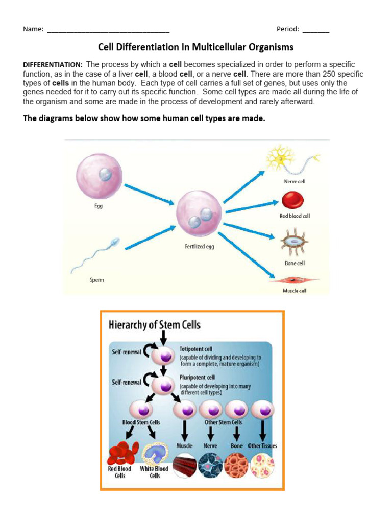 Differentiation Worksheet LS 2021-22 | PDF