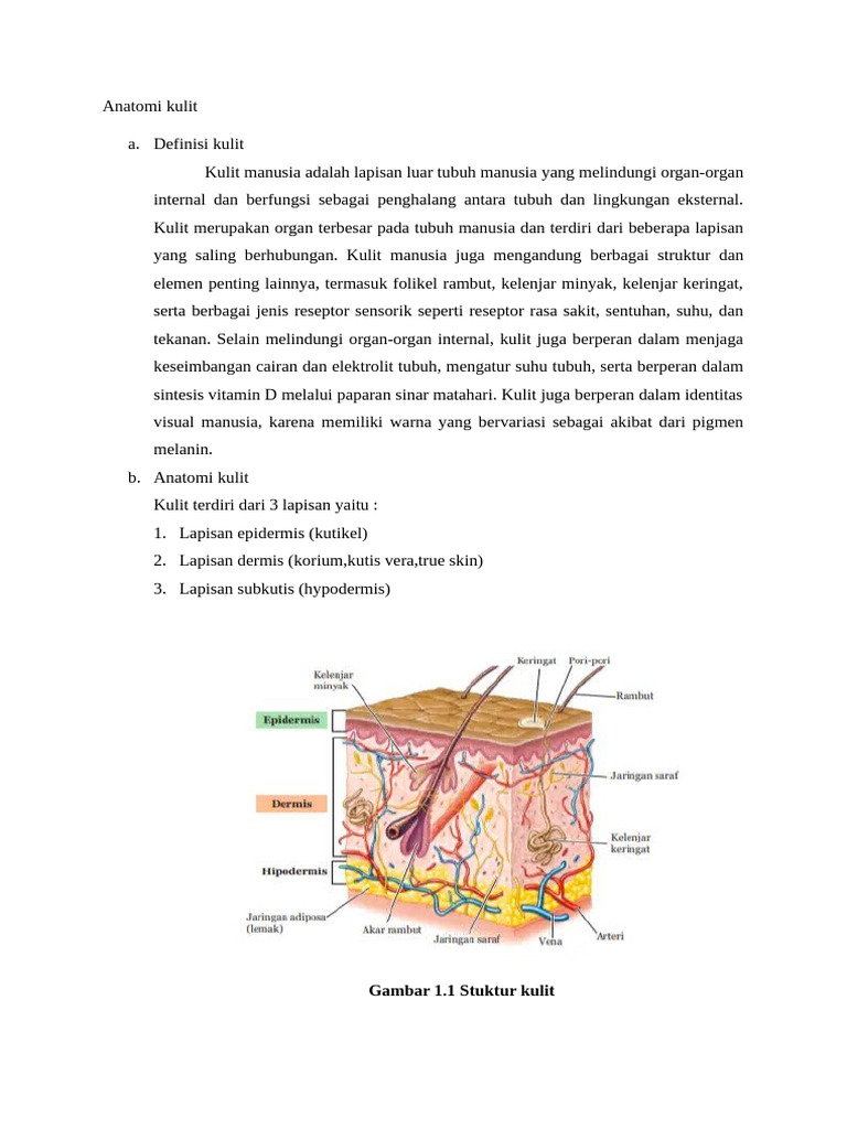Struktur dan Fungsi Kulit Manusia | PDF