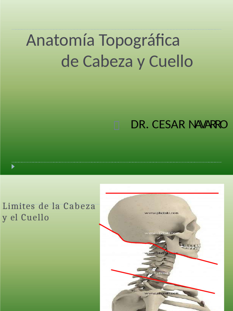 Anatomía Topográfica Cabeza y Cuello 2020 | PDF | Vértebra | Cabeza y cuello humanos