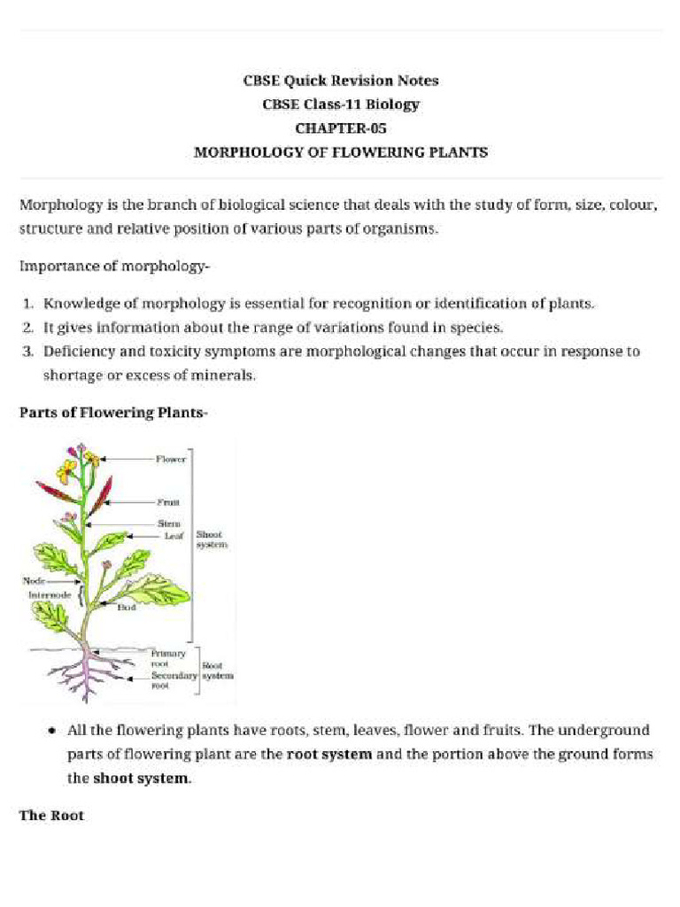 Class 11 Morphology of Flowering Plants | PDF