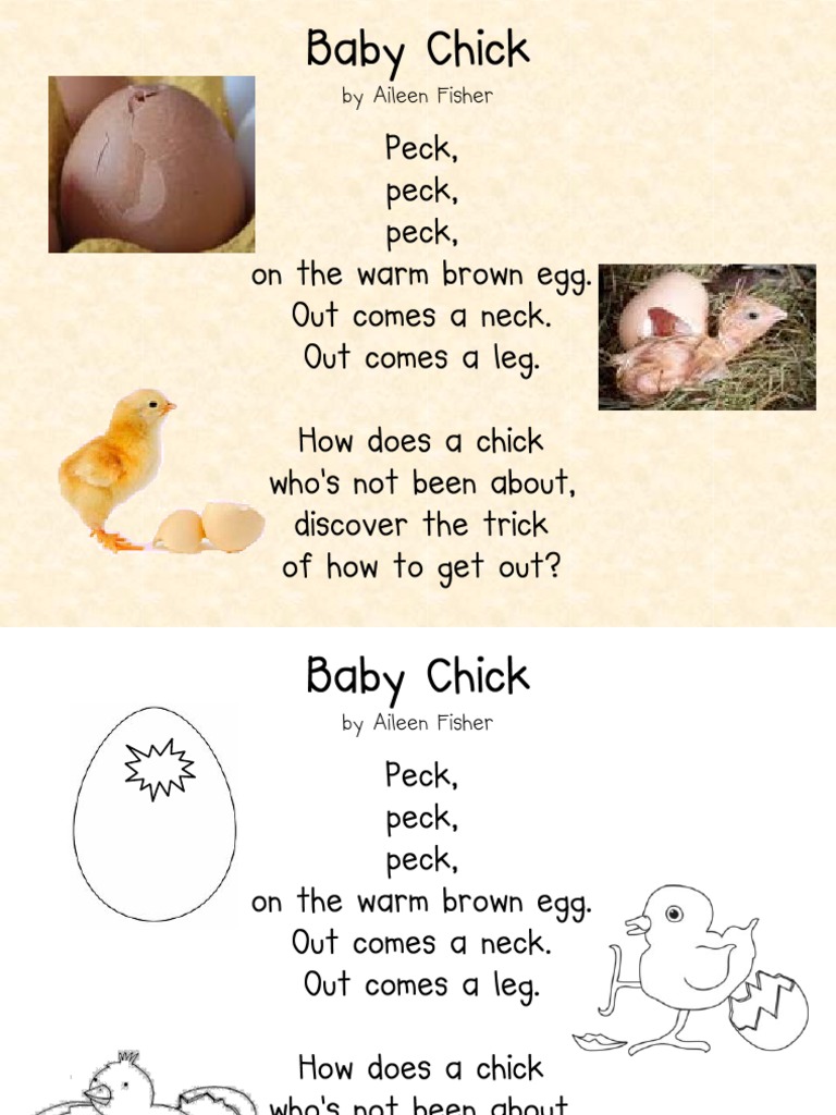 Baby Chick | PDF