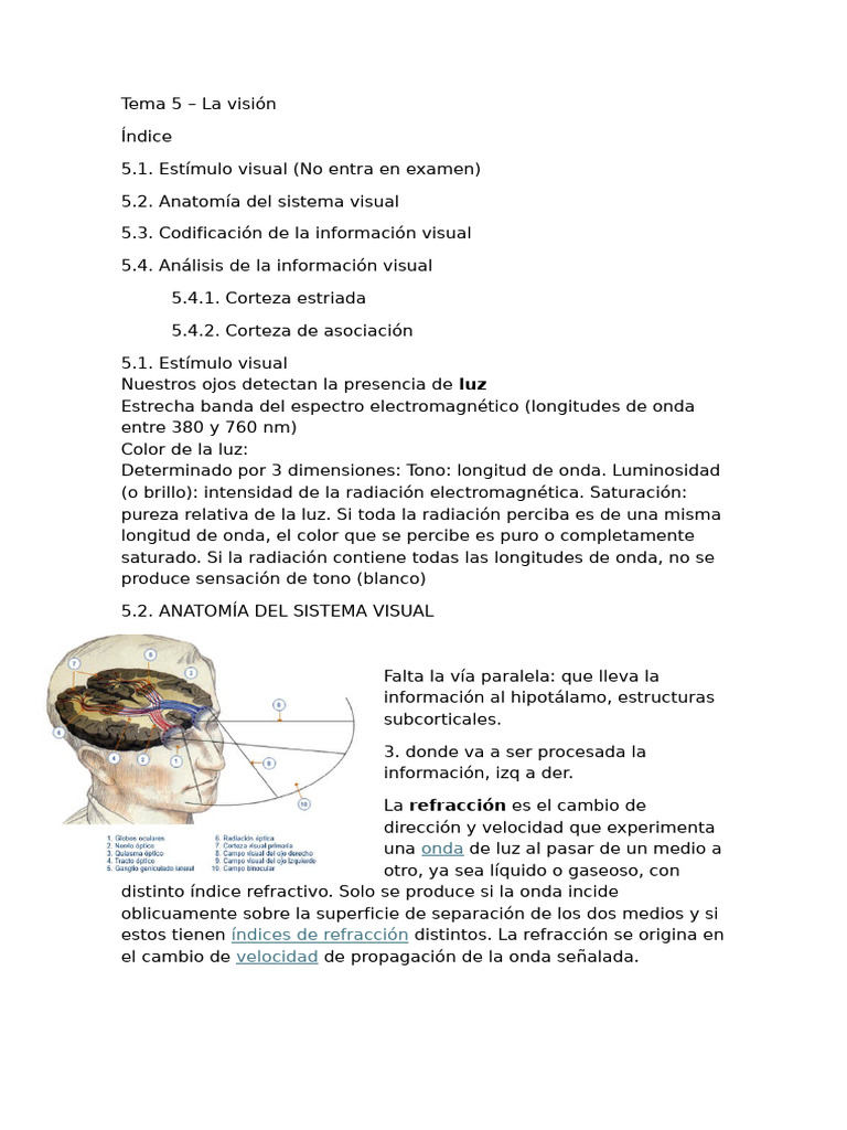 Tema 5 - Fisiología | PDF | Percepción visual | Corteza visual