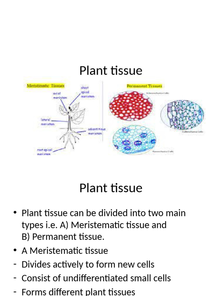 Plant and Animal Tissue 2021 | PDF | Tissue (Biology) | Muscle