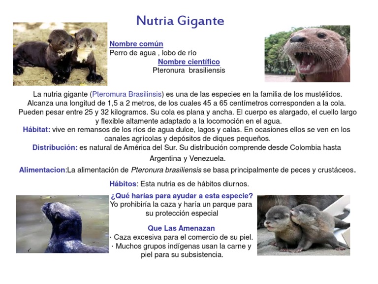 Nutria | PDF | Hogar, jardinería y bricolaje | Ciencia y matemáticas