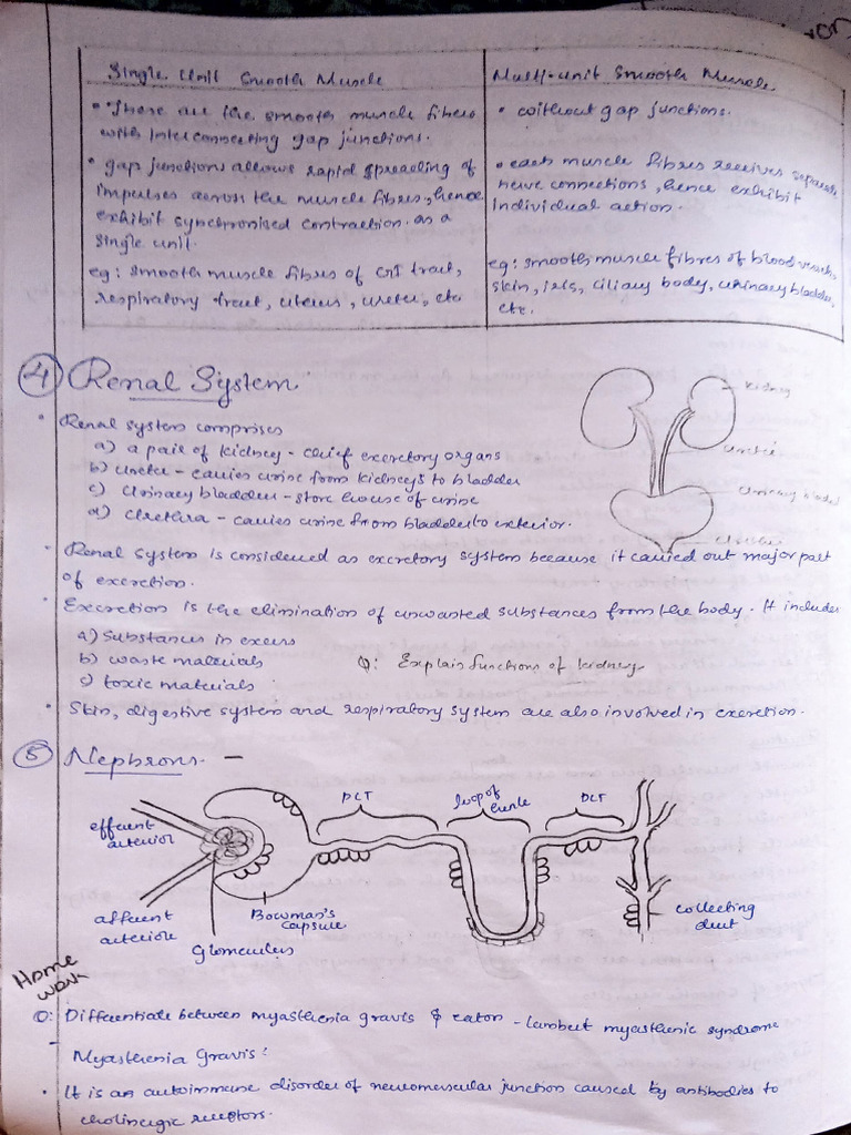 Renal System (Physiology) | PDF