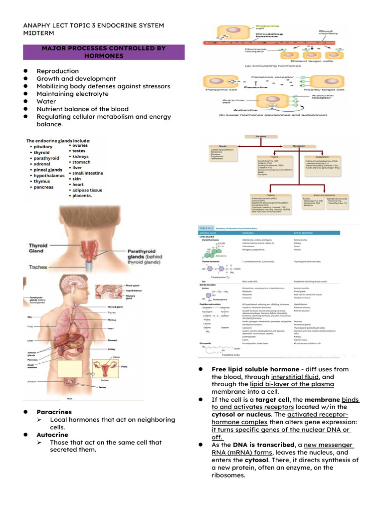 Anaphy Lect Topic 3 Endocrine System Midterm-1 | PDF | Hormone | Endocrine System