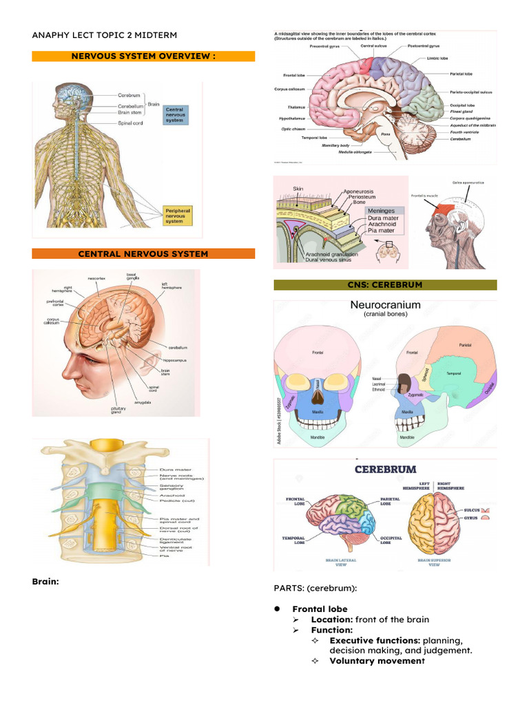 Anaphy Lect Topic 2 Midterm-1 | PDF | Central Nervous System | Action ...
